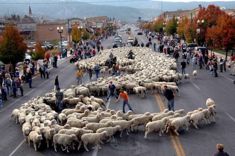 SHEEP PARADE - Cedar Livestock Festival
